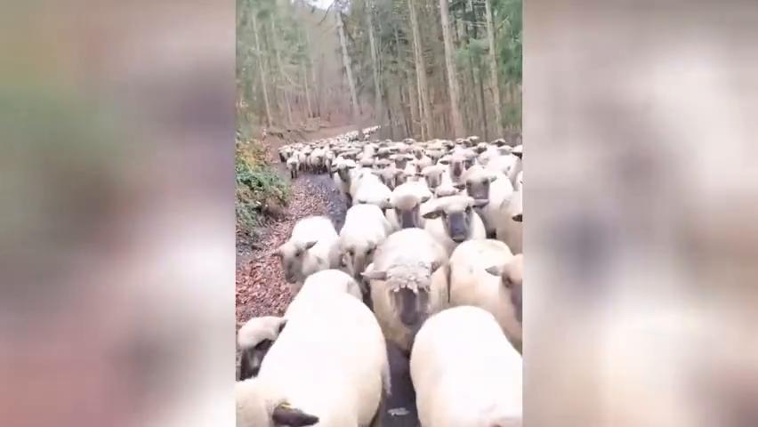 Schafe - Video auf bildschirmarbeiter.com