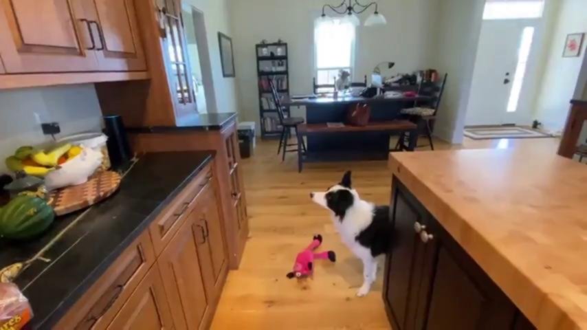 Alexa, lets the dogs out - Video auf bildschirmarbeiter.com