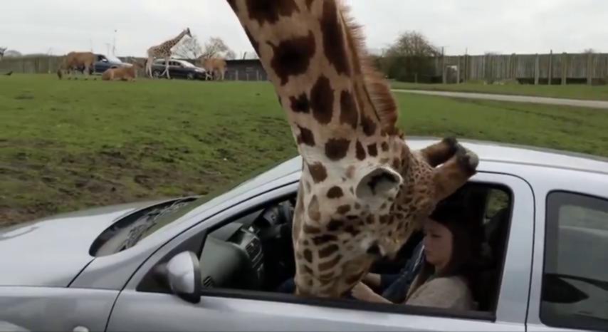 Autofenster vs Giraffe - Video auf bildschirmarbeiter.com