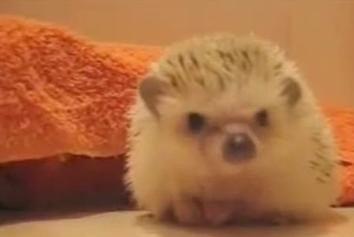 Boogie Boogie Hedgehog - Video auf bildschirmarbeiter.com