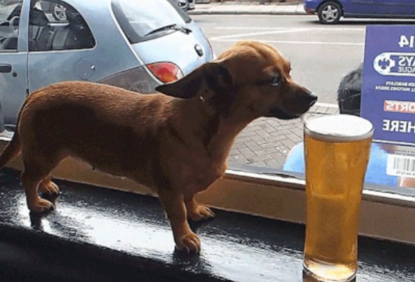 Animated Gifs #295 - Bilder auf bildschirmarbeiter.com