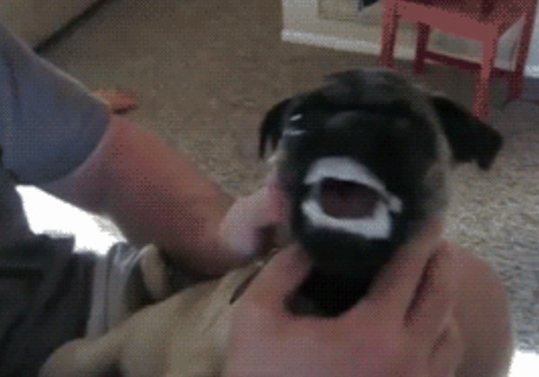 Animated Gifs #225 - Bilder auf bildschirmarbeiter.com
