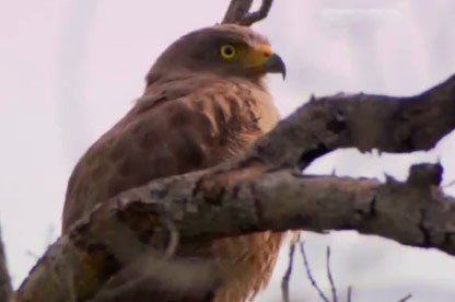 Dramatic Eagle - Video auf bildschirmarbeiter.com