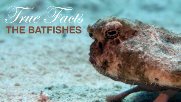 Fakten über die Seefledermaus - Video auf bildschirmarbeiter.com