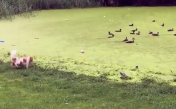 Hund vs. Enten - Video auf bildschirmarbeiter.com