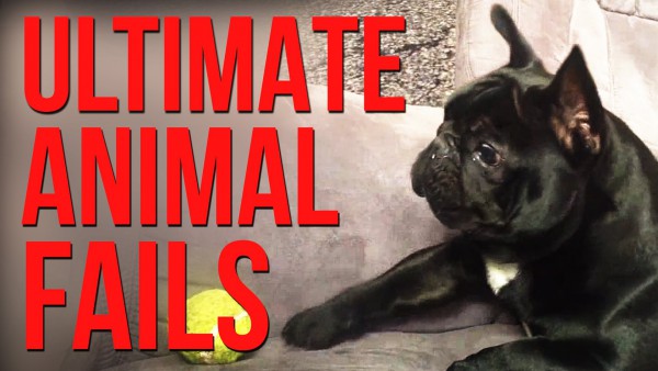 Ultimate Animal Fails - Video auf bildschirmarbeiter.com