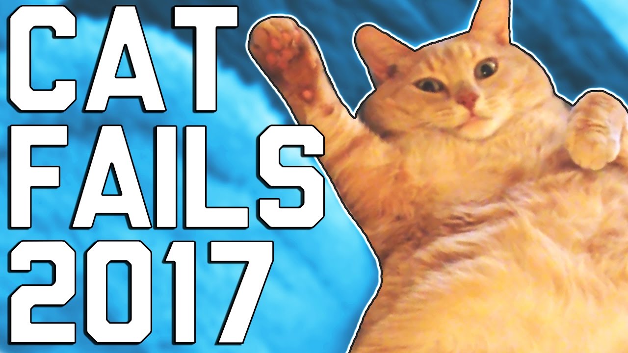 Cat Fails Compilation - Video auf bildschirmarbeiter.com
