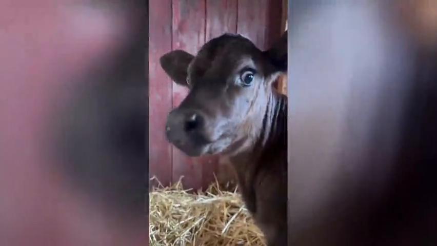 Muhhh - Mashup - Video auf bildschirmarbeiter.com