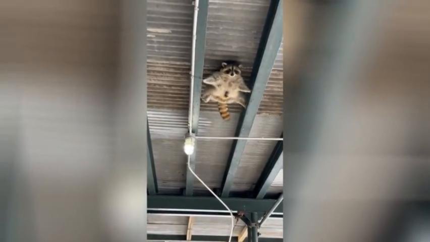 Racoon Power - Video auf bildschirmarbeiter.com