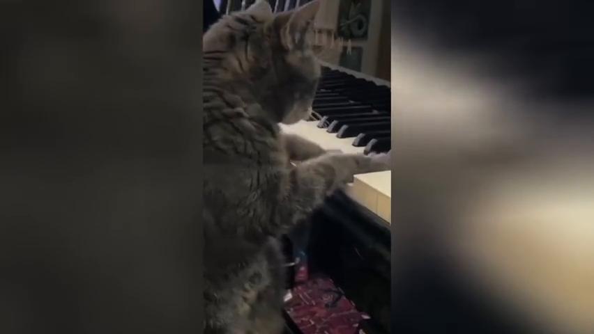 Snoop Cat - Video auf bildschirmarbeiter.com