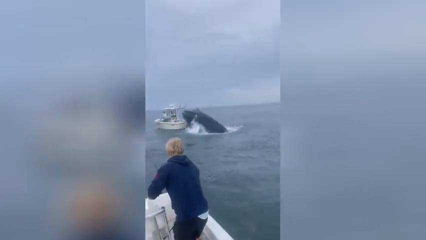 Wal vs. Boot #2 - Video auf bildschirmarbeiter.com